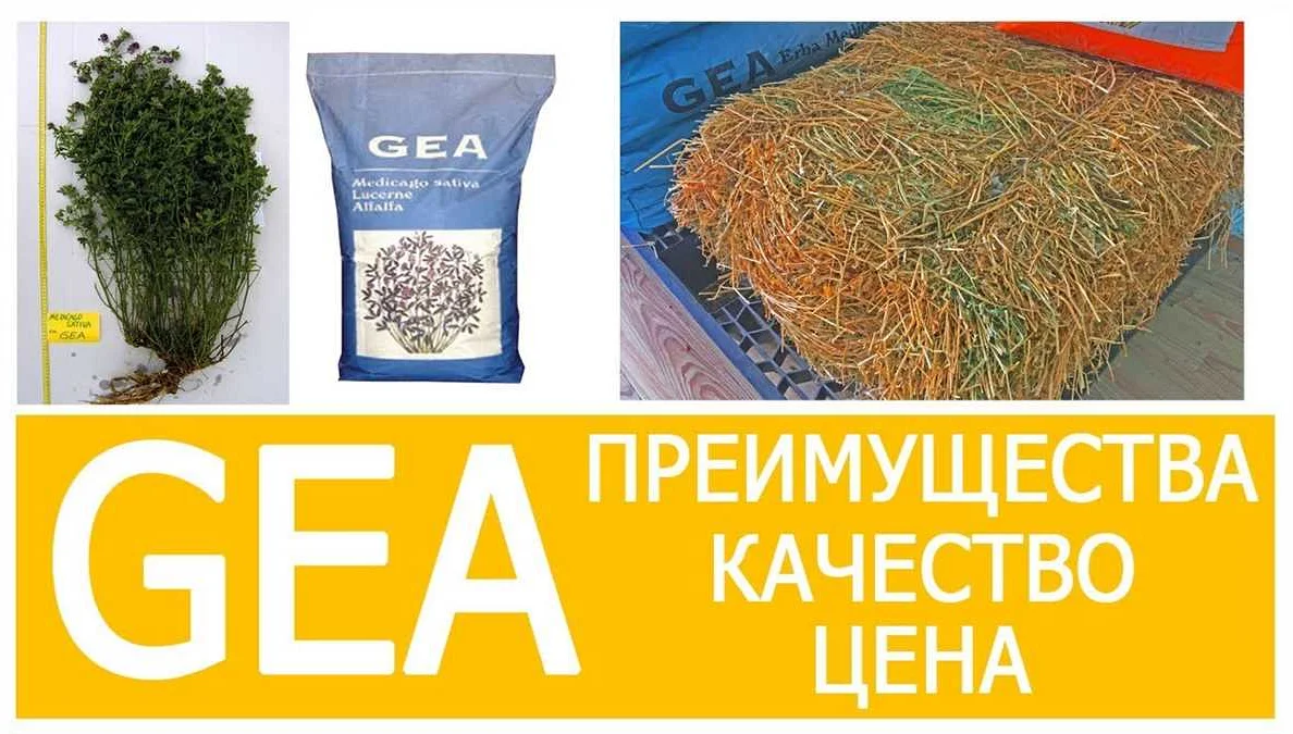 Купить люцерна семена Джеа в России: лучшие магазины и поставщики